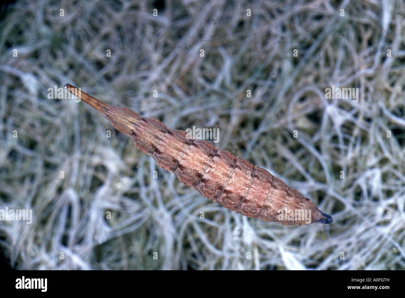 soldier fly, soldier-fly (Stratiomys chameleon), larva Stock Photo - Alamy