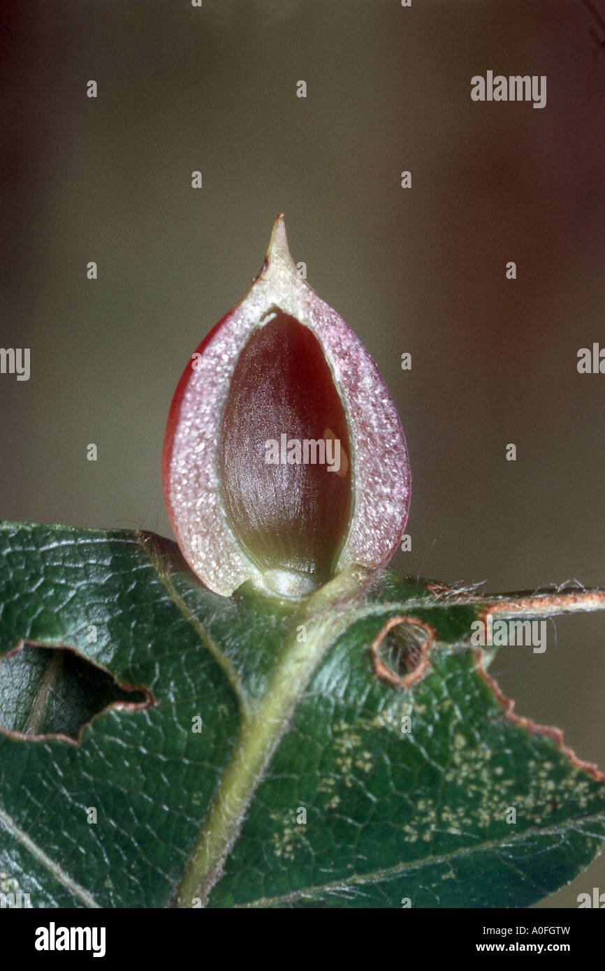 beech leaf gall midge, beech pouch-gall midge (Mikiola fagi), opened ...