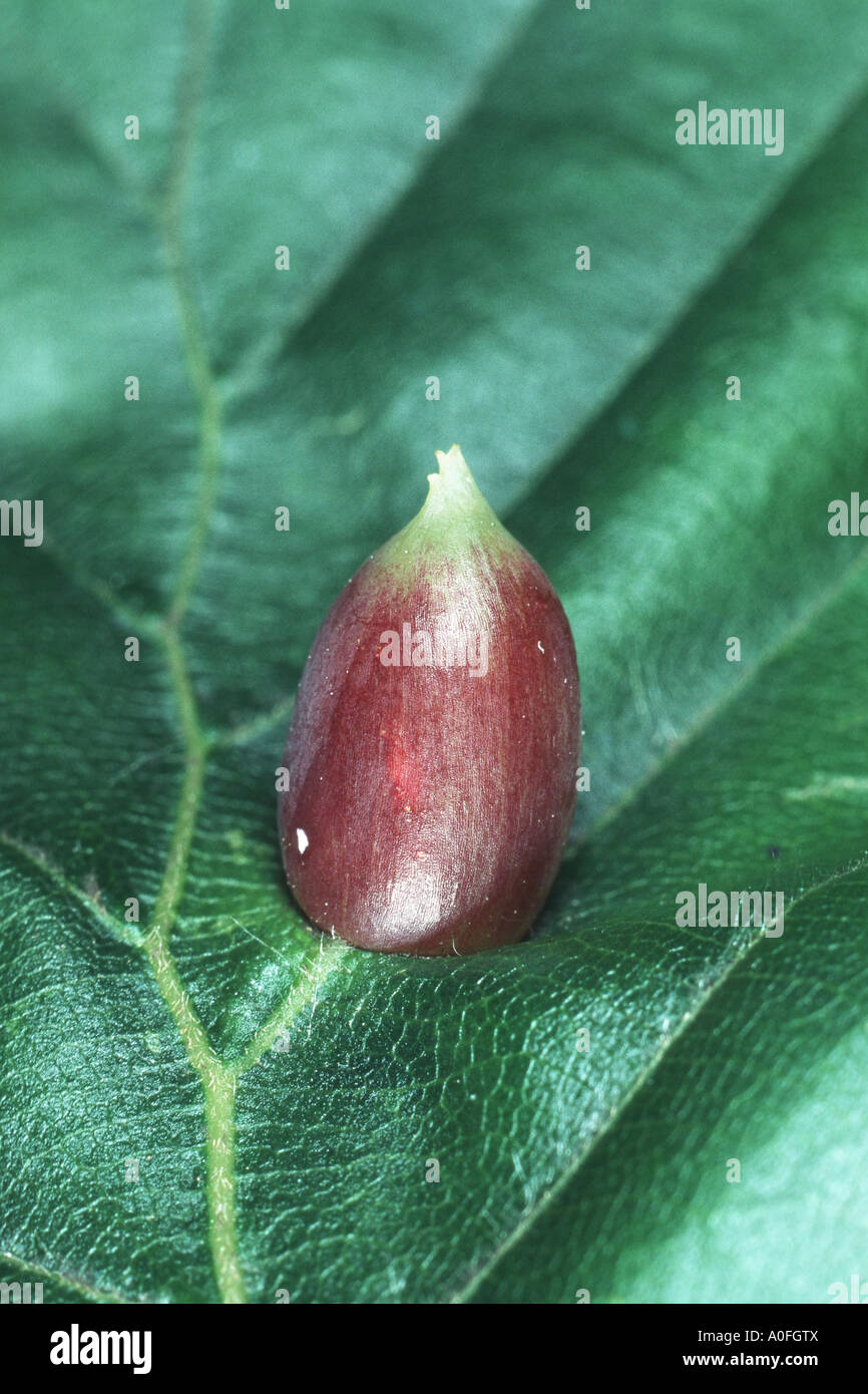 Beech leaf gall midge hi-res stock photography and images - Alamy