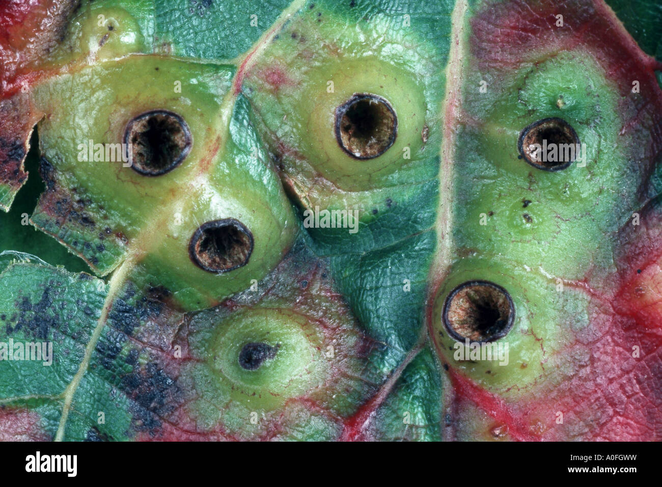gall midge, gall gnat (Didymonya reaumuriana), galls Stock Photo - Alamy