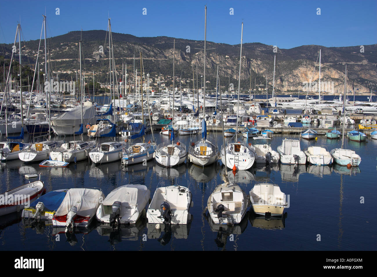 Feret hi-res stock photography and images - Alamy