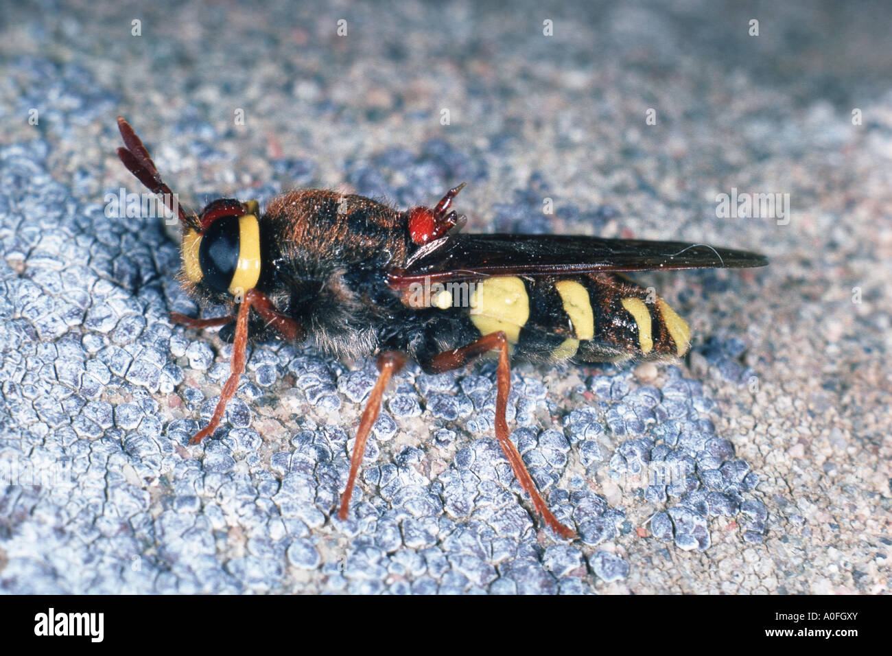 Soldier flies hi-res stock photography and images - Alamy