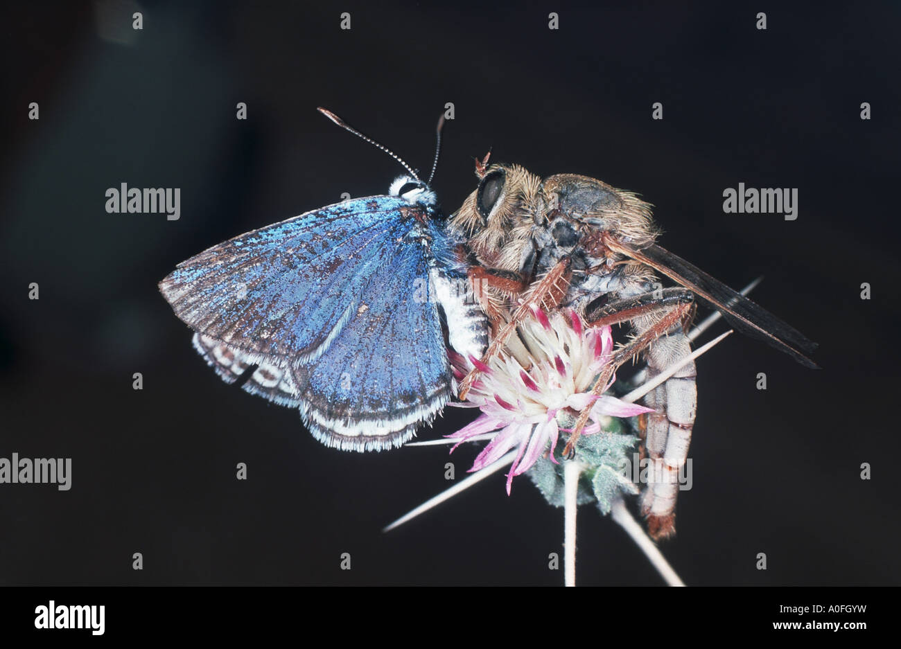 robberflies and grass flies (Satanas gigas), with captured blue ...