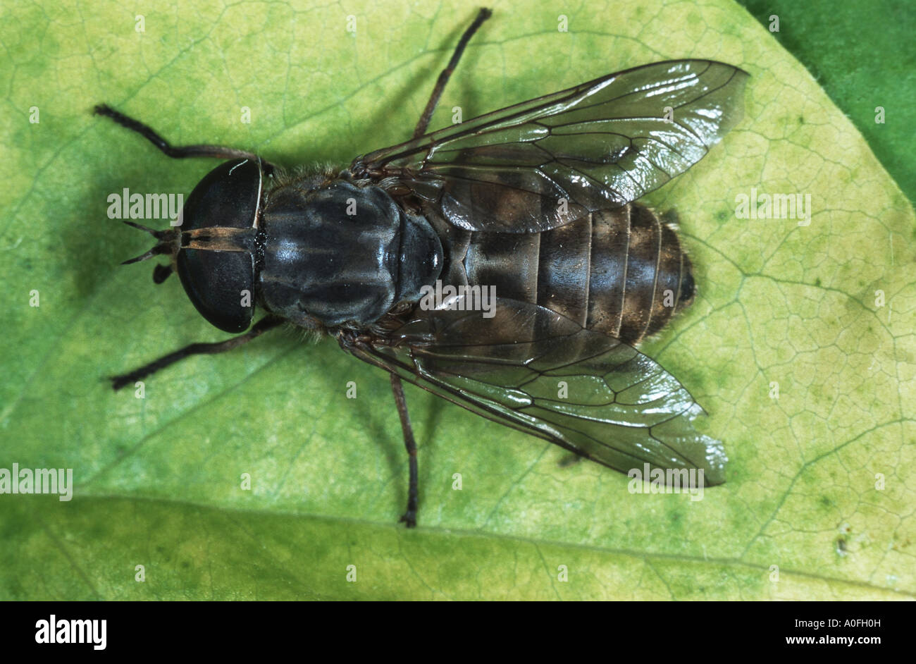 Tabanus bromius hi-res stock photography and images - Alamy
