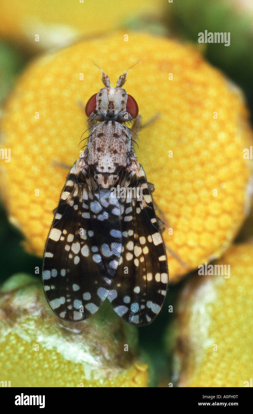 Punctulata hi-res stock photography and images - Alamy