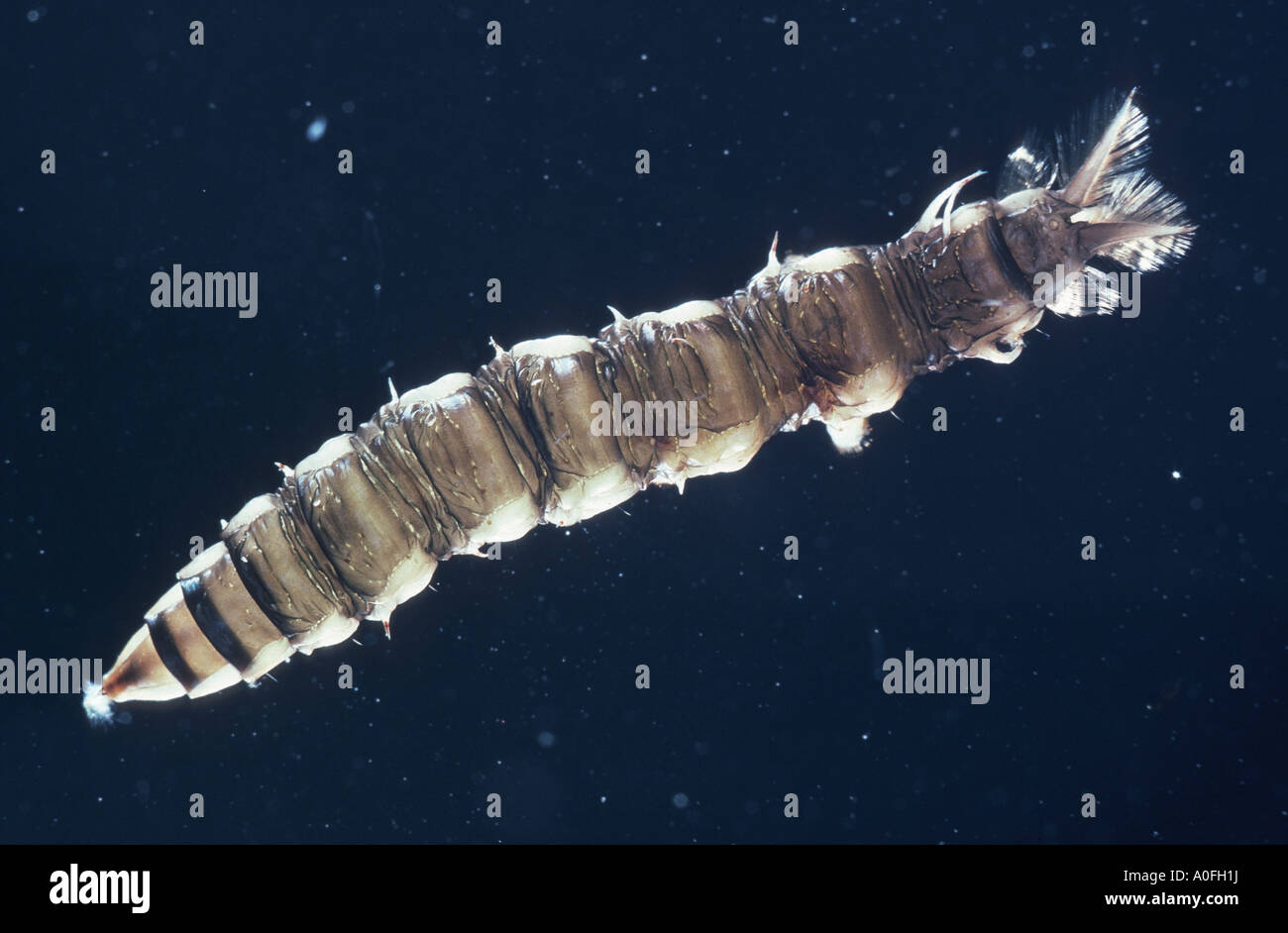 snipe fly (Atherix ibis), larva Stock Photo - Alamy