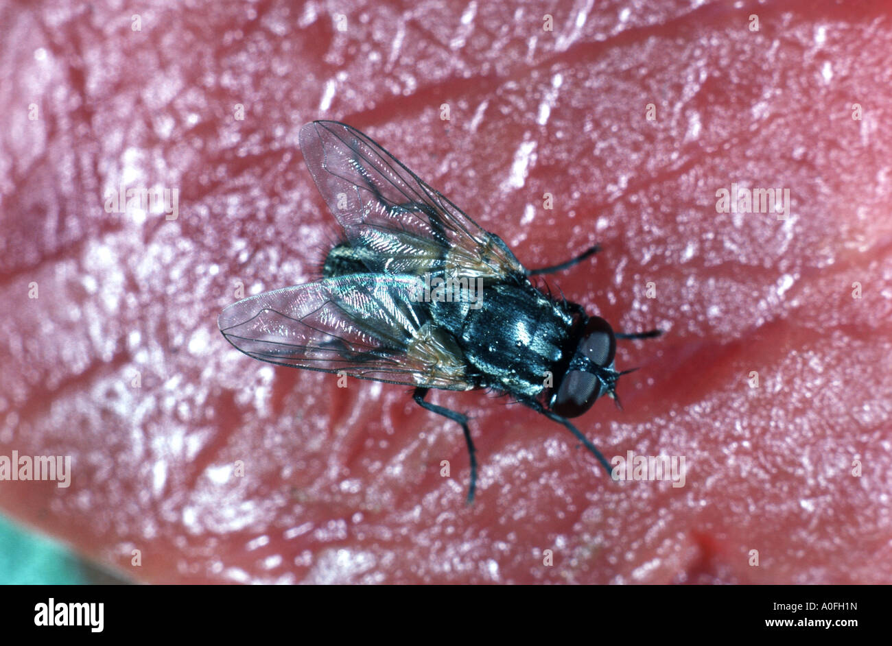 Close shot musca domestica hi-res stock photography and images - Alamy