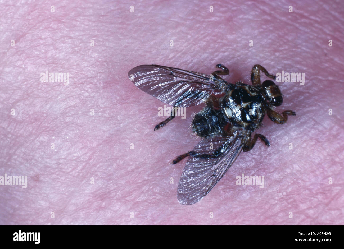 deer ked, deer fly (Lipoptena cervi), parasite of roe deer, deer, wild ...