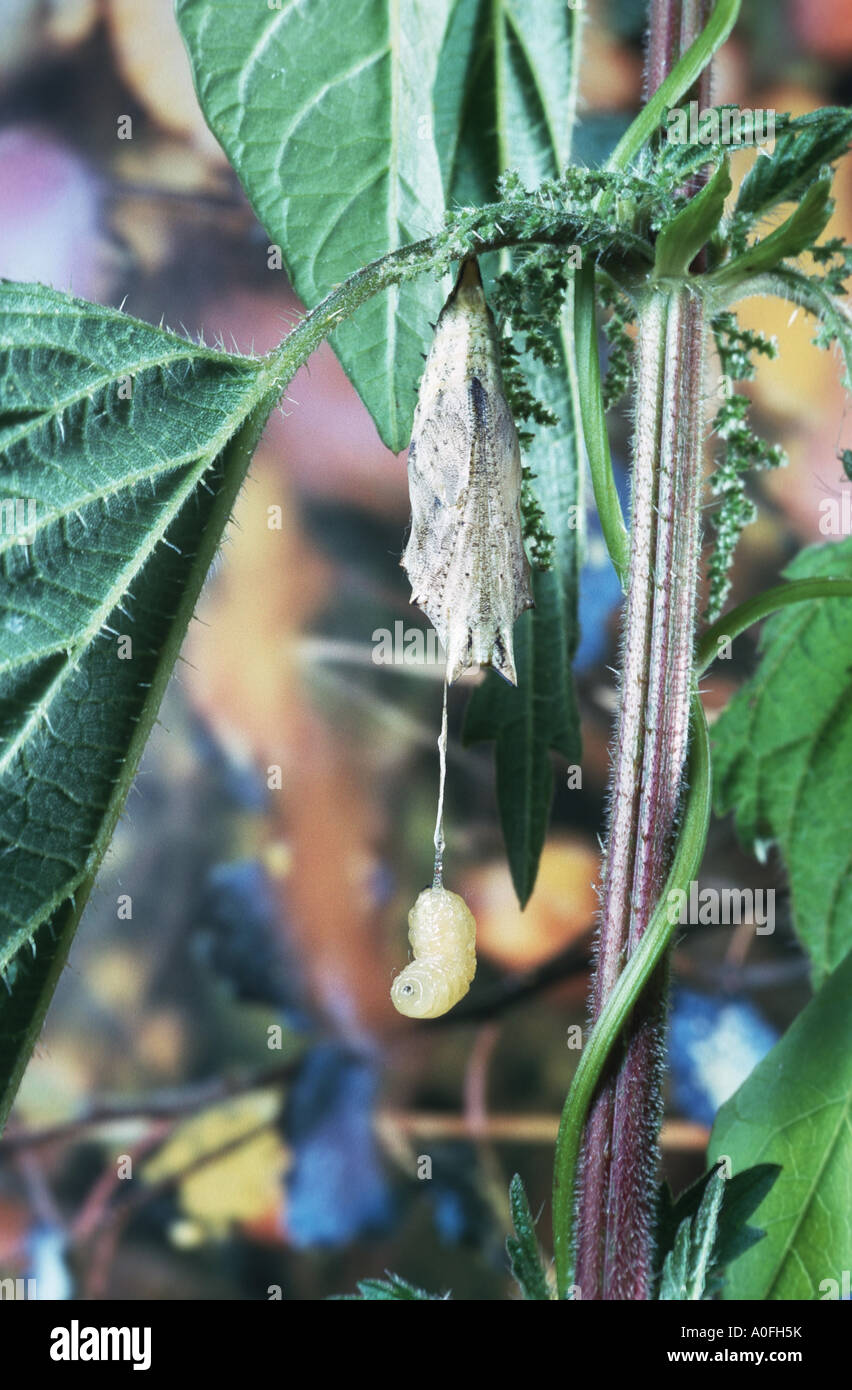 tachinids, parasitic flies (Tachinidae), larva with butterfly pupa ...