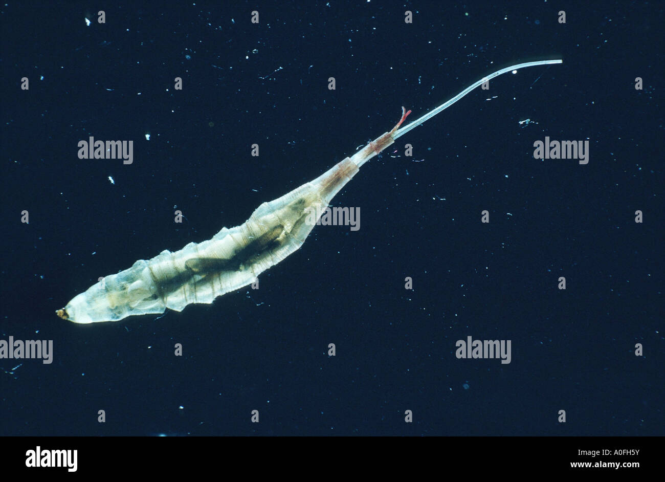 Phantom crane fly (Ptychoptera spec.), larva in water Stock Photo - Alamy