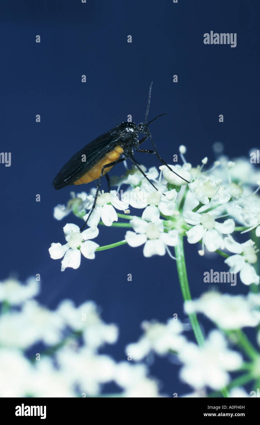 Sciara analis hi-res stock photography and images - Alamy