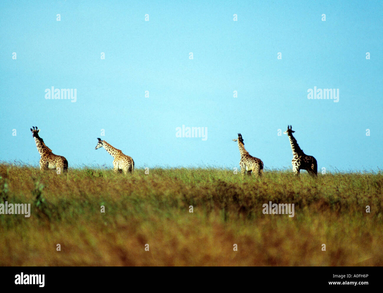 group of giraffes grazing on the wide open plains of central africa ...