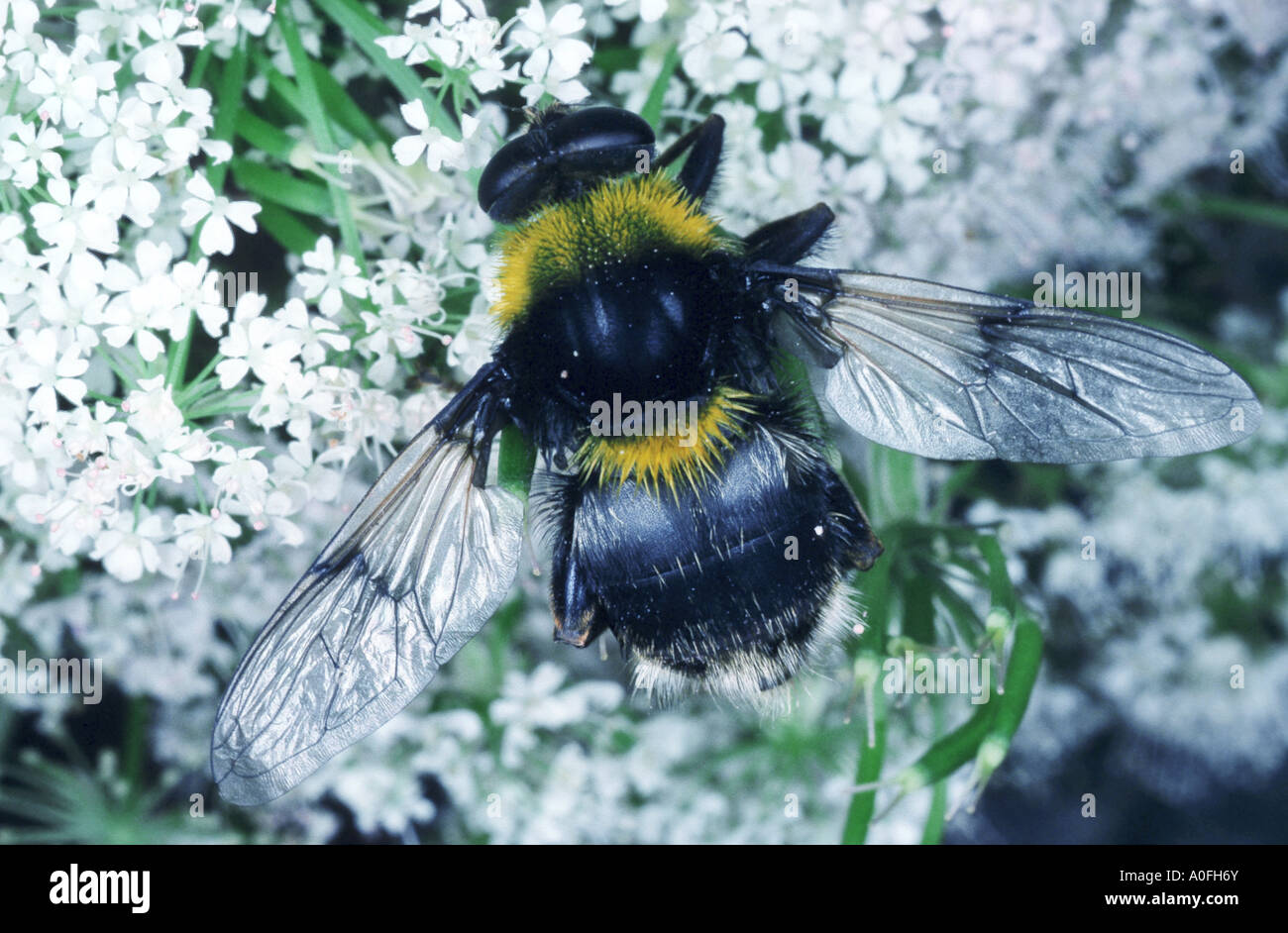 Arctophila bombiformis hi-res stock photography and images - Alamy