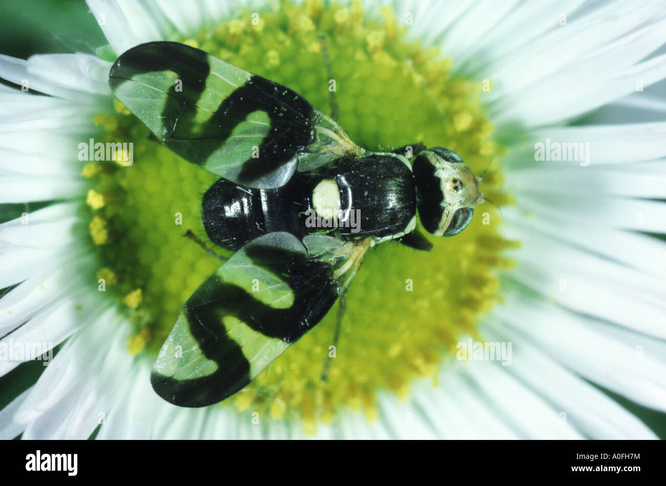 fruit fly (Urophora cardui), sitting on a blossom Stock Photo - Alamy