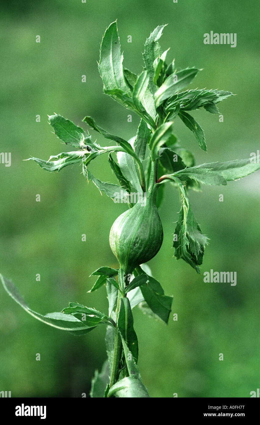 Gall flies hi-res stock photography and images - Alamy
