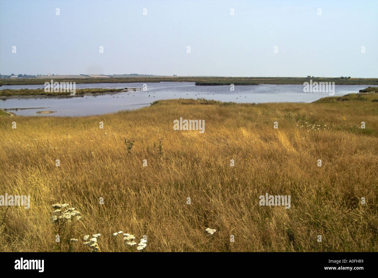 Marsh marshland marshes hi-res stock photography and images - Alamy