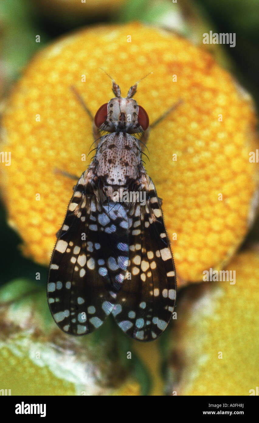 Punctulata hi-res stock photography and images - Alamy