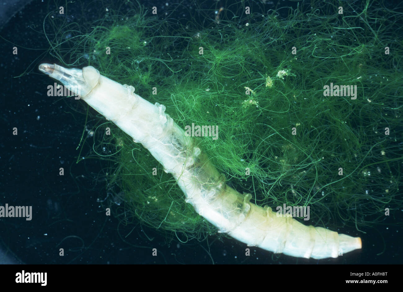 large horsefly (Tabanus bovinus), larva Stock Photo - Alamy