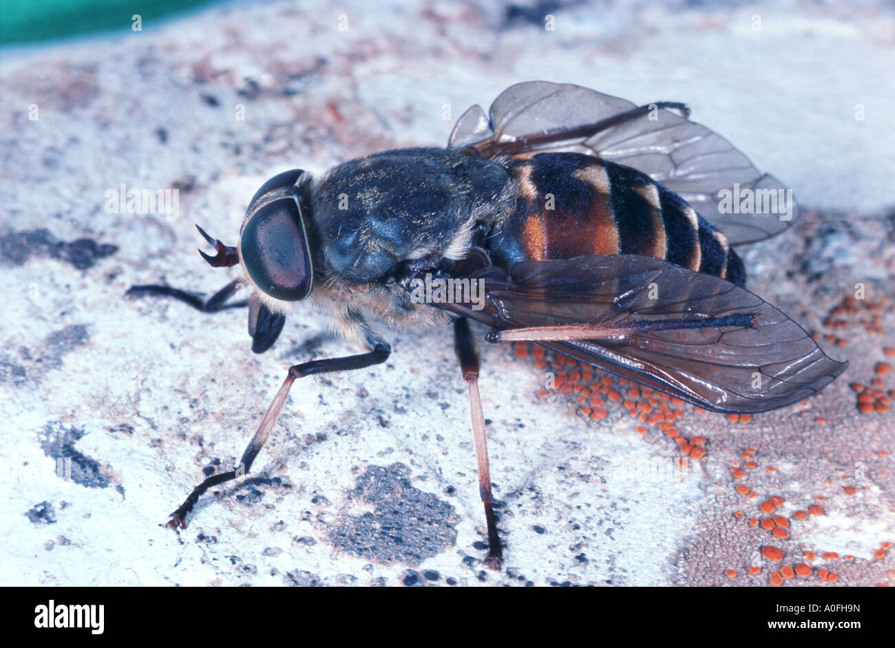 Very Large Horsefly Tabanus Sudeticus Tabanidae True Horse Flies