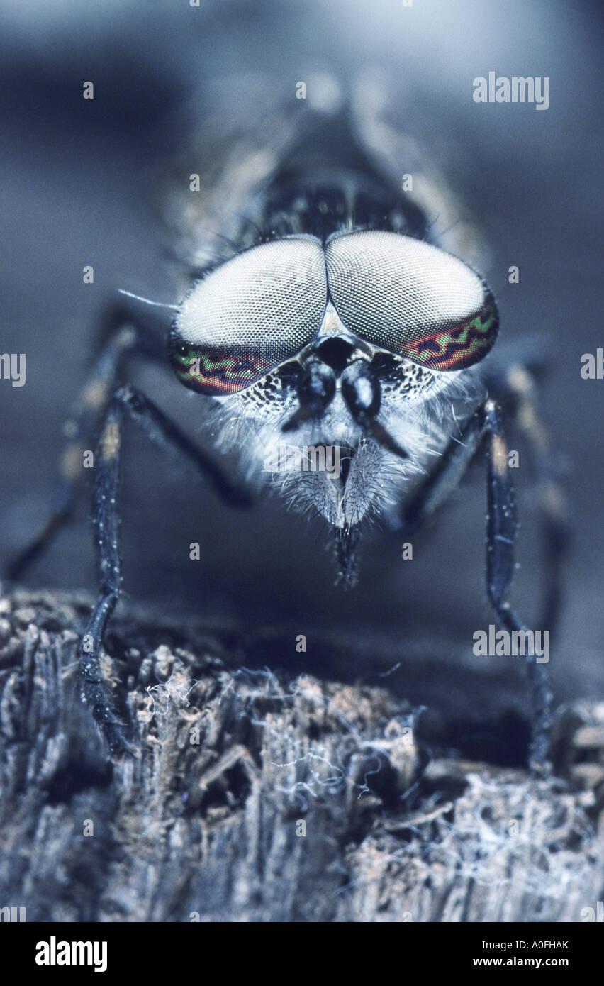 cleg-fly, cleg (Haematopota pluvialis), compound eyes Stock Photo - Alamy