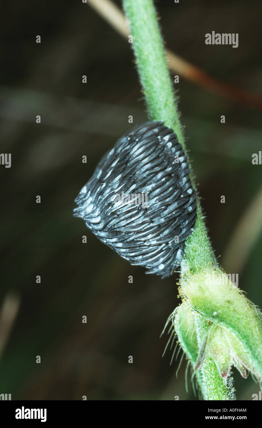 horseflies & deerflies, gadflies (Tabanidae), eggs Stock Photo - Alamy
