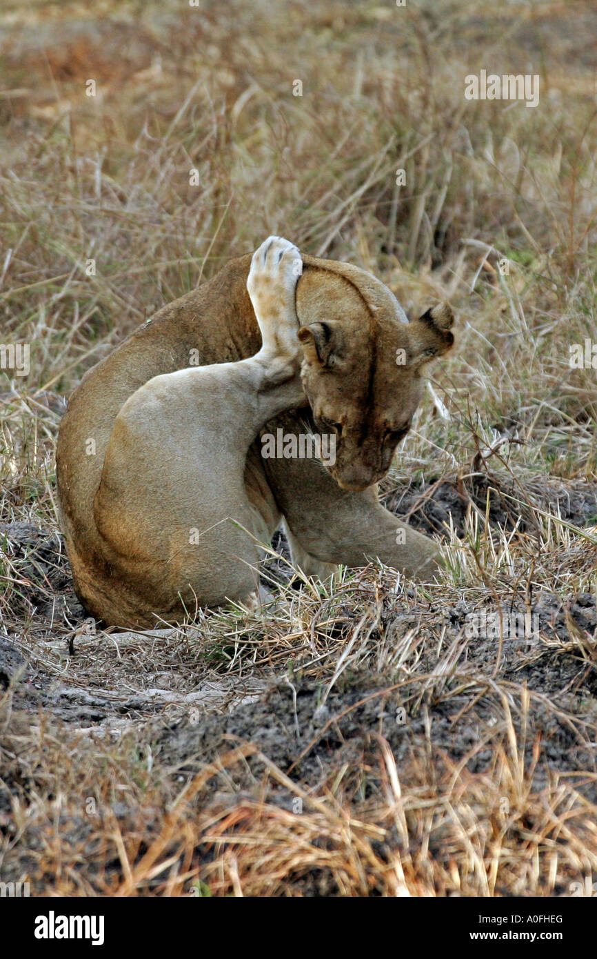 Lion scratch grass hi-res stock photography and images - Alamy