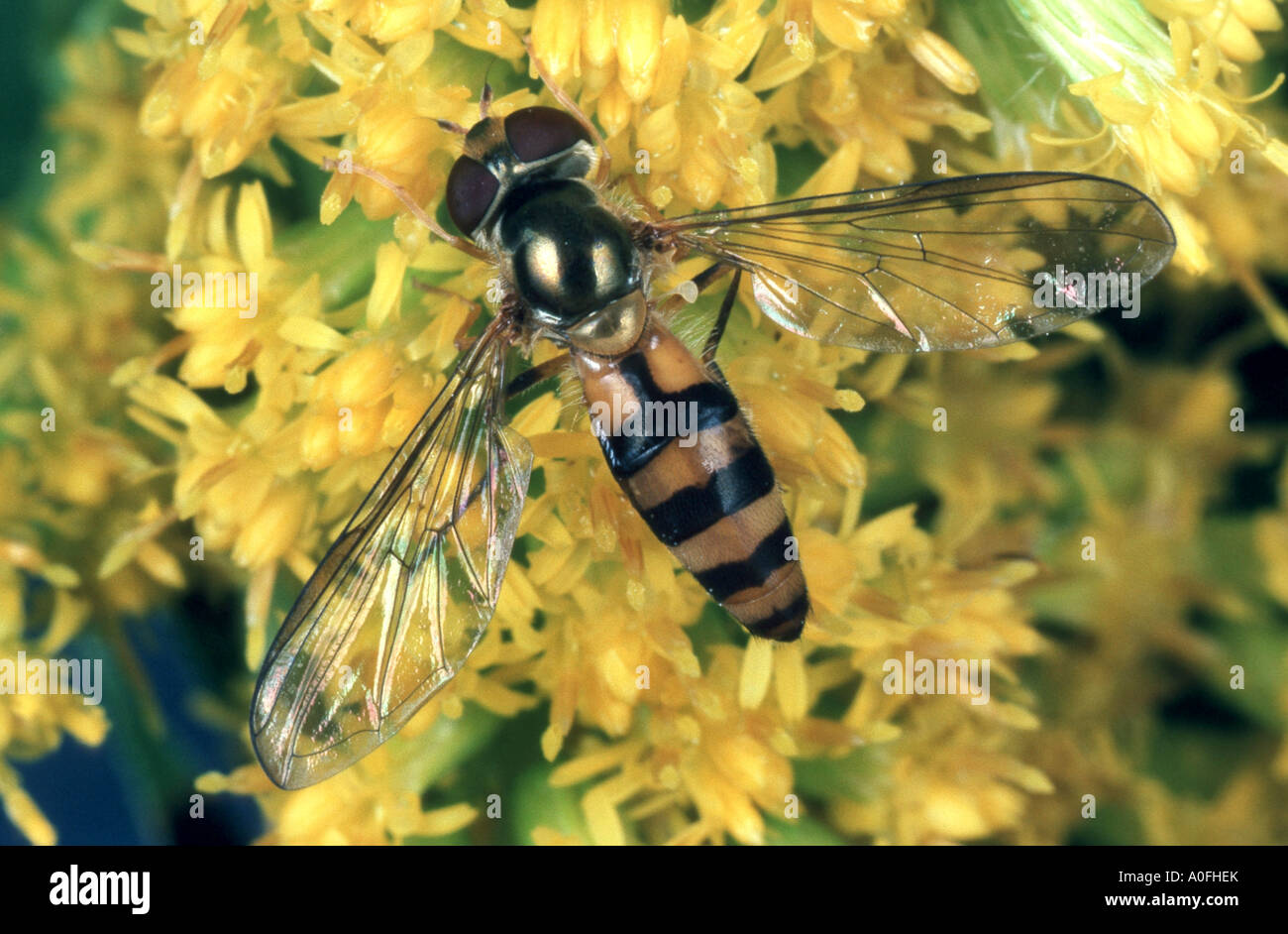 Meliscaeva cinctella hi-res stock photography and images - Alamy