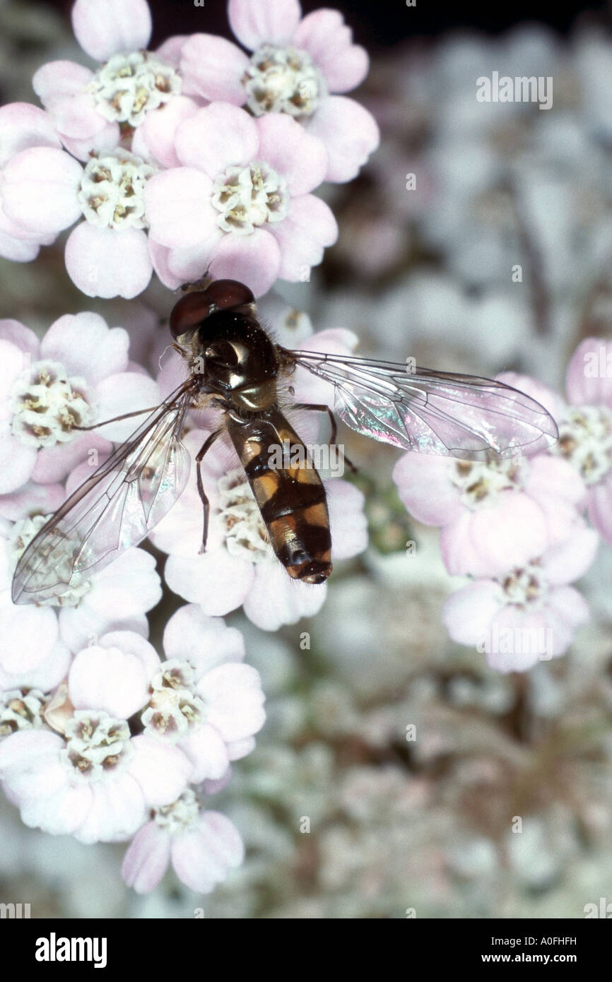 Meliscaeva auricollis hi-res stock photography and images - Alamy