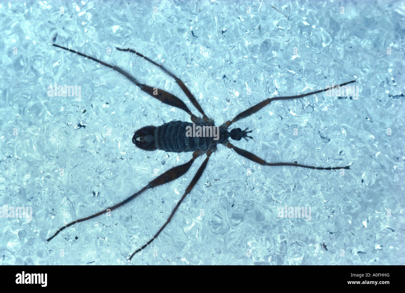Imago hecker sauer animal animals insect hi-res stock photography and ...