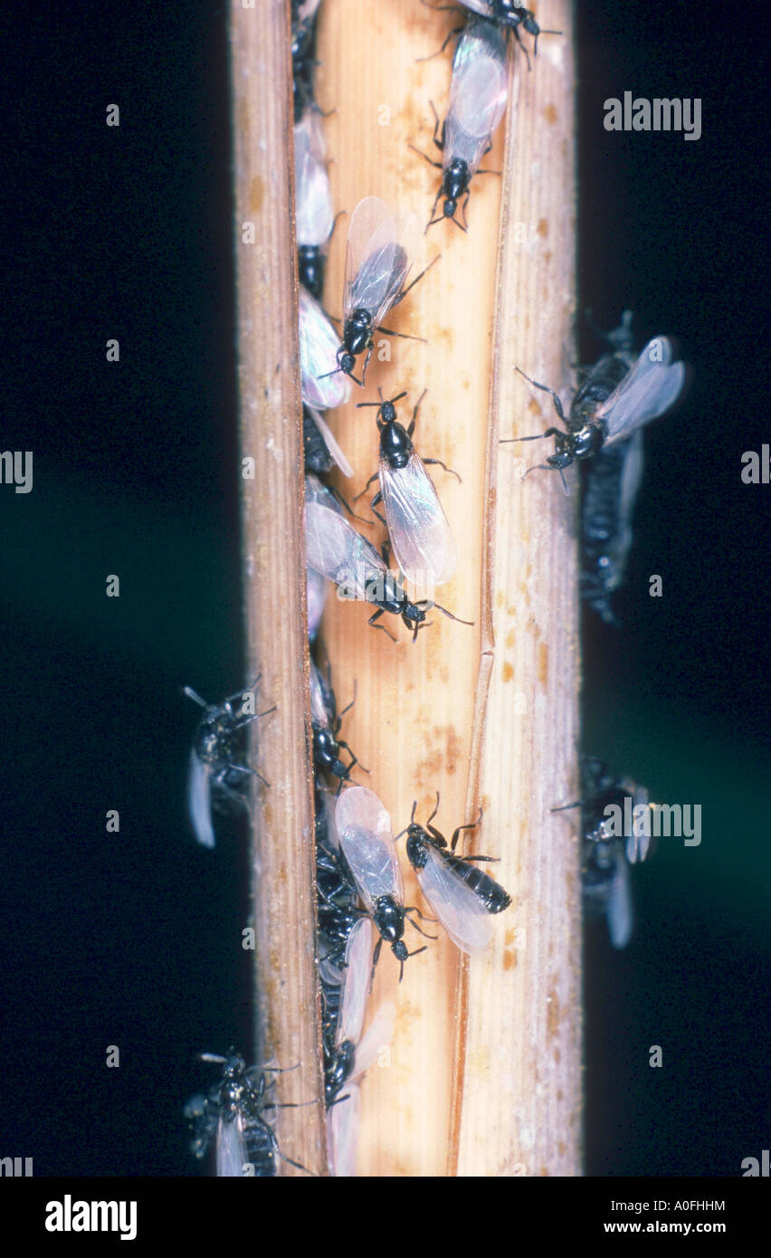 minute black scavenger flie (Scatopse notata), several animals on a ...