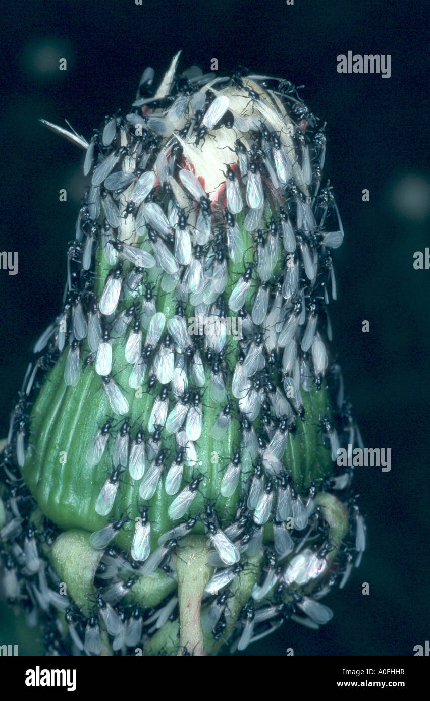 minute black scavenger flie (Scatopse notata), several animals on a bud ...