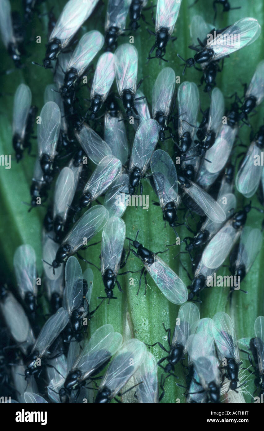 minute black scavenger flie (Scatopse notata), densely packed Stock ...