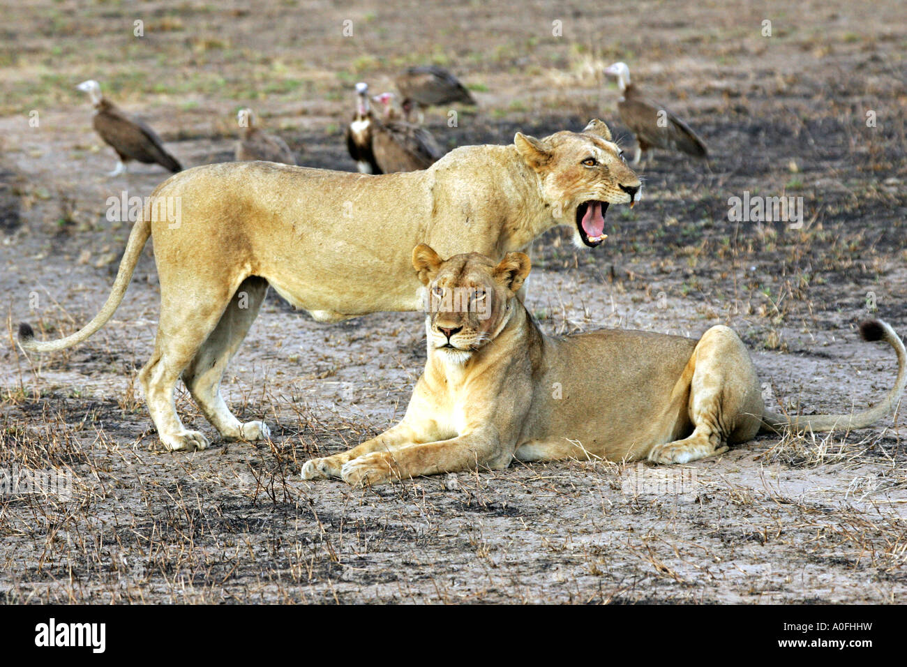 Selous Game Reserve World Heritage Site Tanzania lioness Stock Photo ...