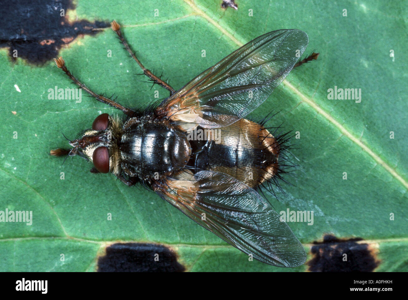 tachinids, parasitic fly (Tachina (=Echinomyia) fera), sitting Stock ...