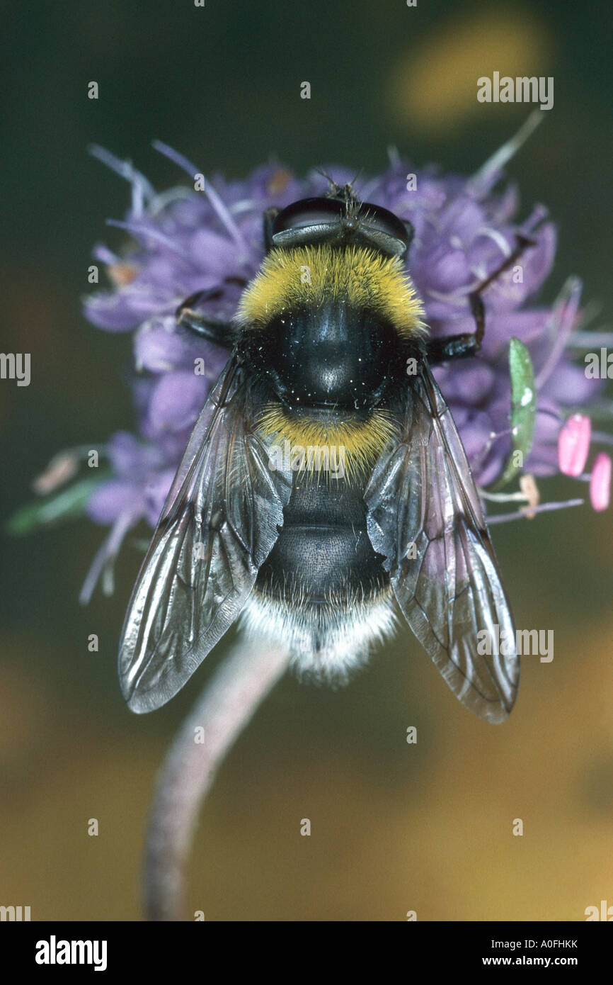 Arctophila bombiformis hi-res stock photography and images - Alamy