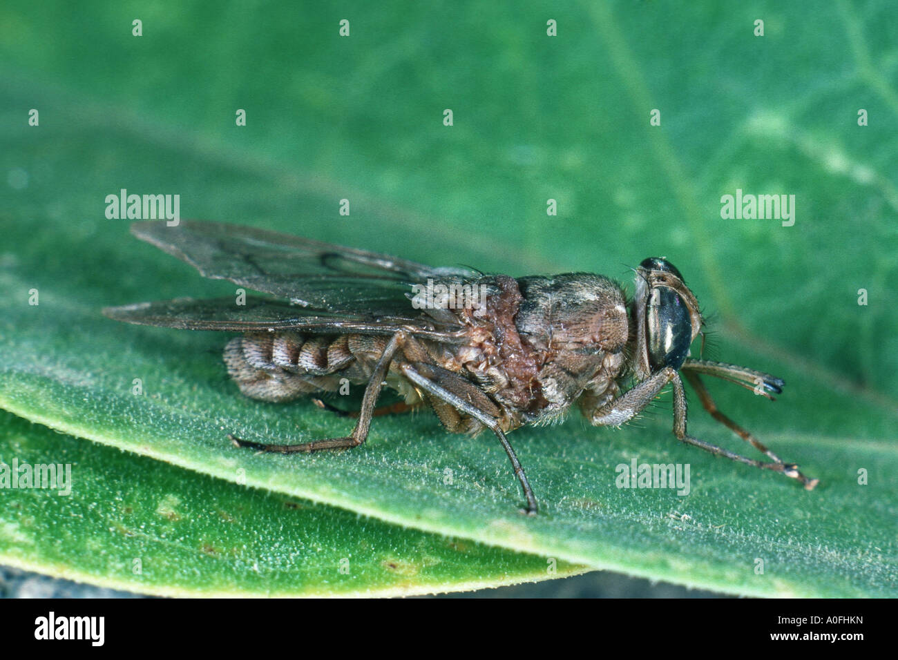 Tsetse flies hi-res stock photography and images - Alamy