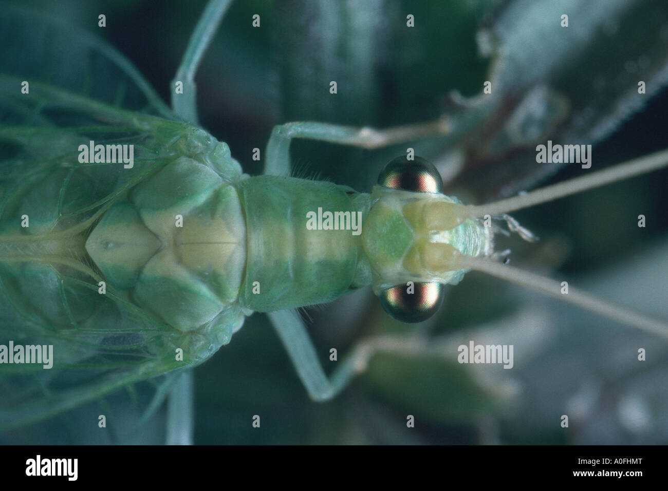 Green lacewings chrysopidae hi-res stock photography and images - Alamy