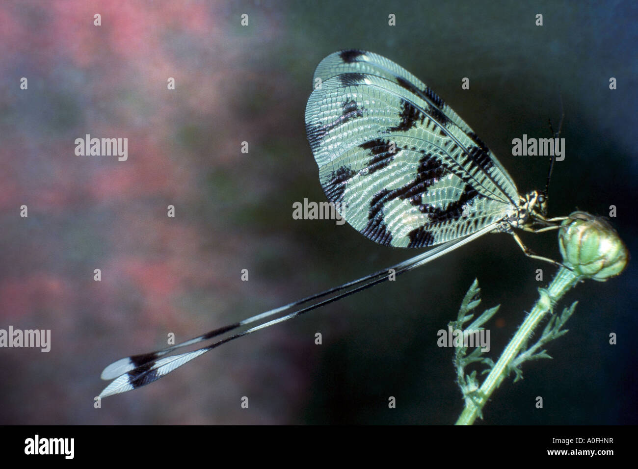 Mantidfly nemoptera sinuata hi-res stock photography and images - Alamy