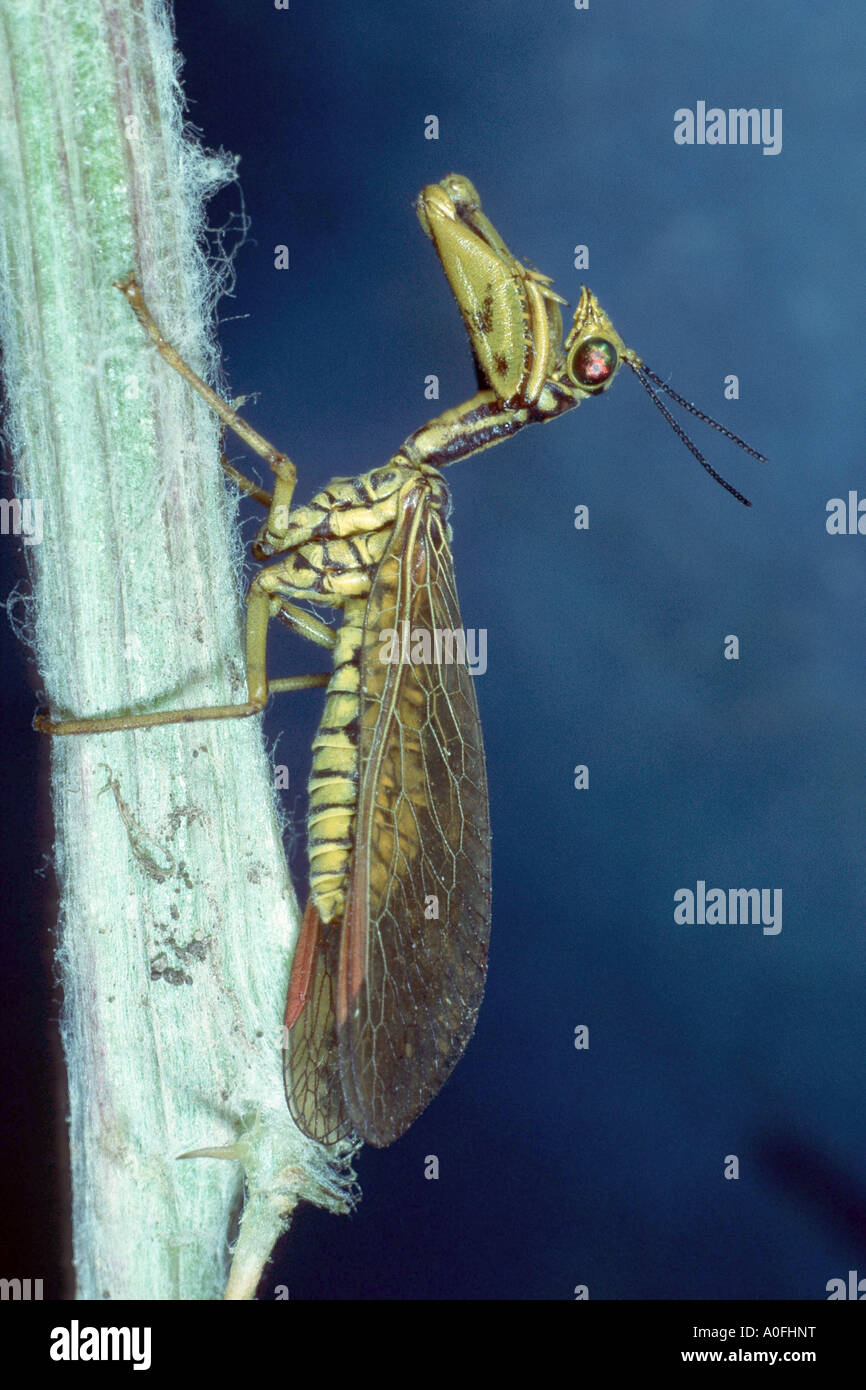 mantis fly, mantidfly (Mantispa spec.), sitting Stock Photo - Alamy