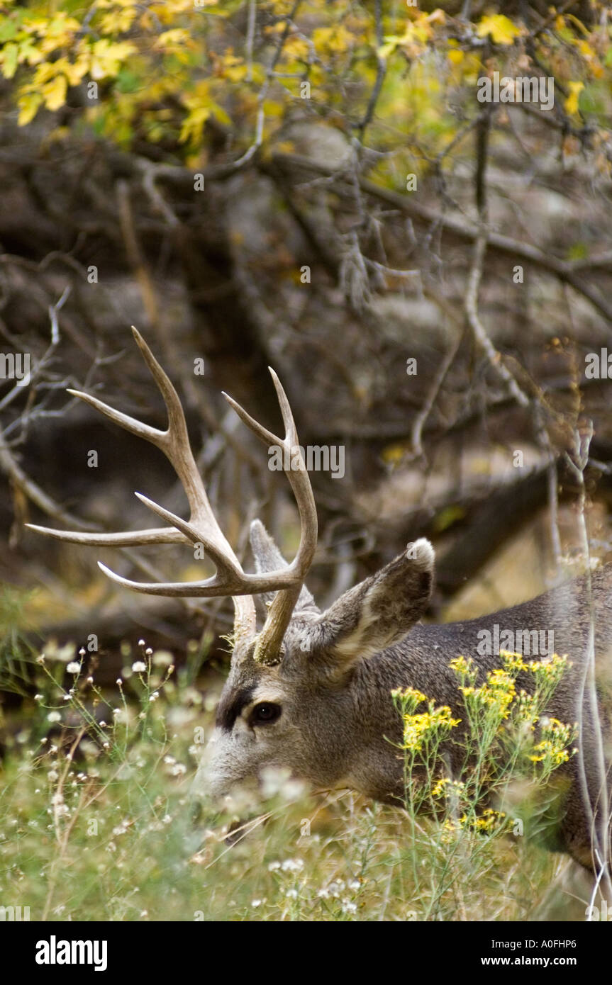 Black Tailed Mule Deer Feeding Stock Photo - Alamy