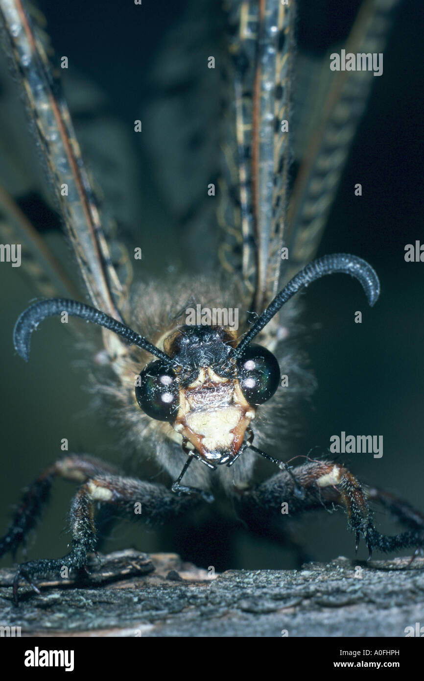 Antlion palpares libelluloides hi-res stock photography and images - Alamy