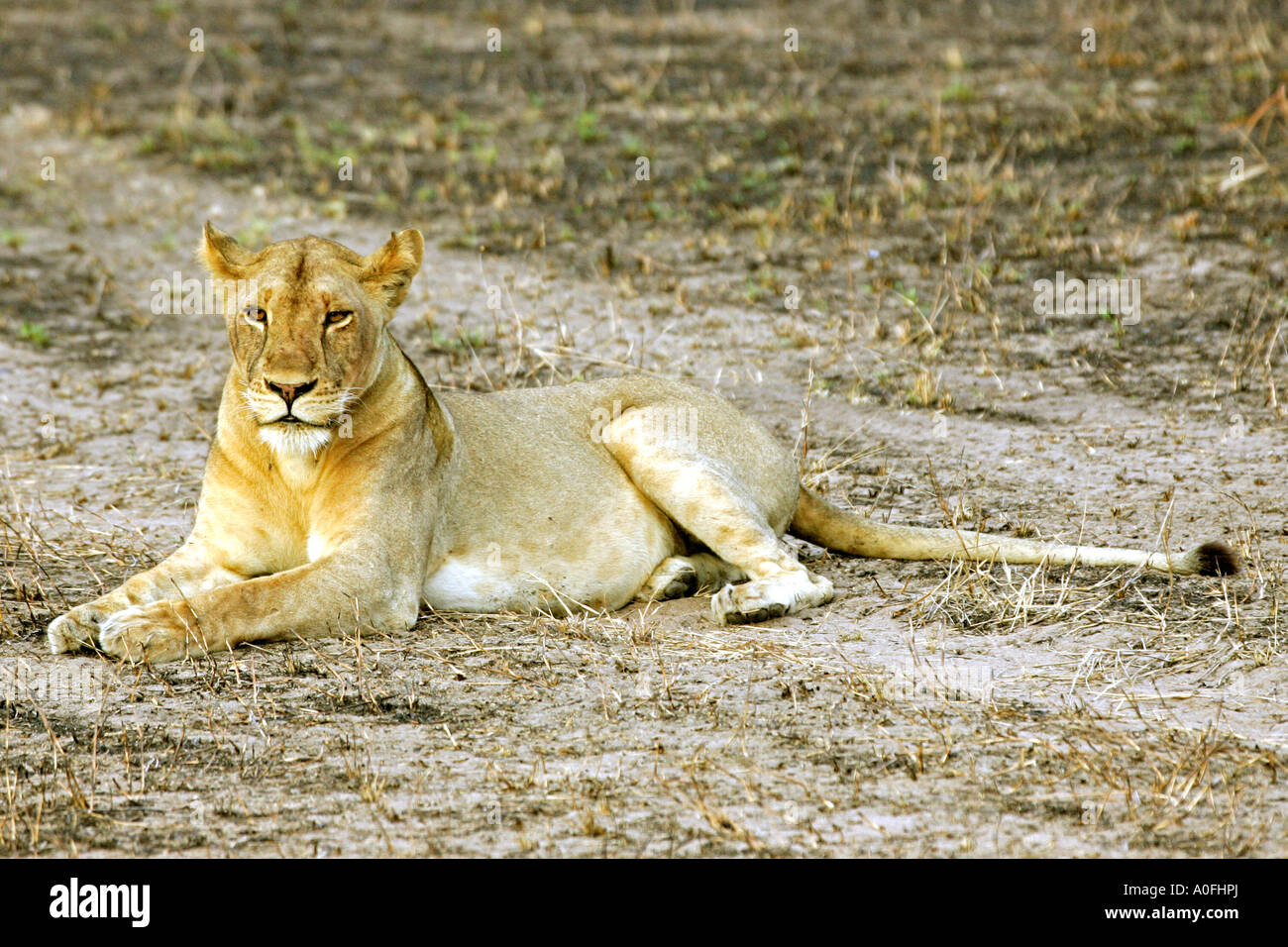 Selous, Game, Reserve, World, Heritage, Site, Tanzania, lioness Stock ...
