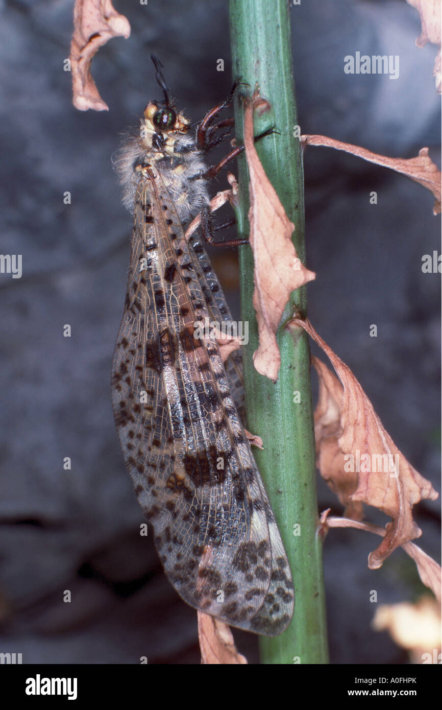 antlion (Palpares libelluloides), imago, sitting Stock Photo - Alamy