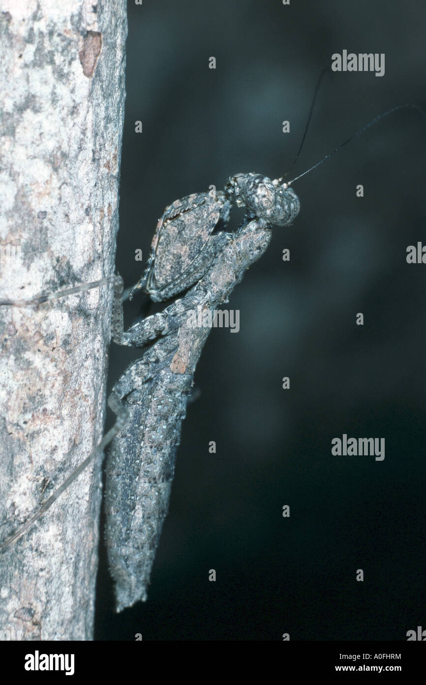 mantids (Mantodea, Mantoptera), lying in ambush, Sri Lanka Stock Photo ...