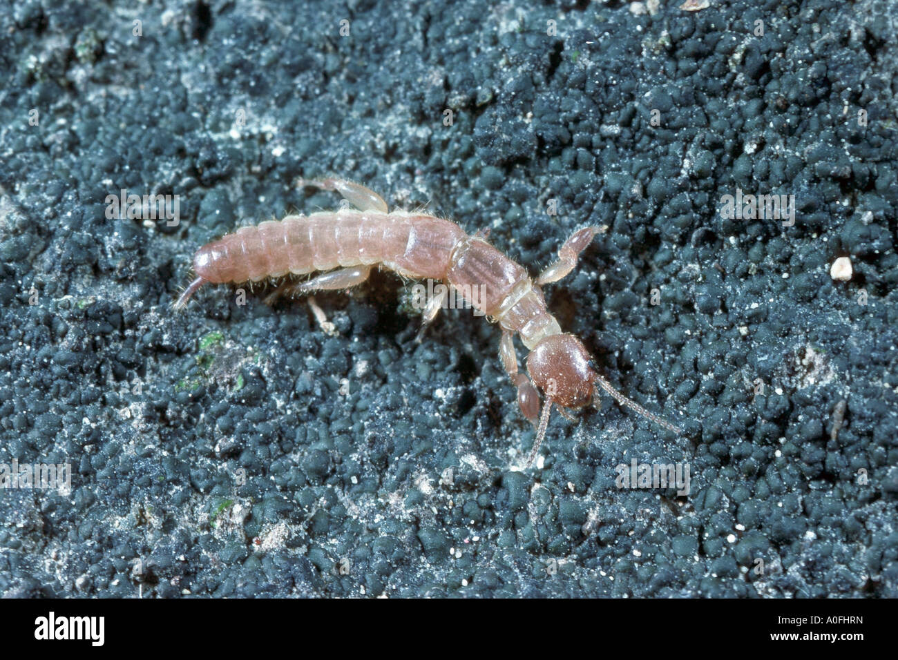 embiids, webspinners, footspinners (Embioptera), imago Stock Photo - Alamy