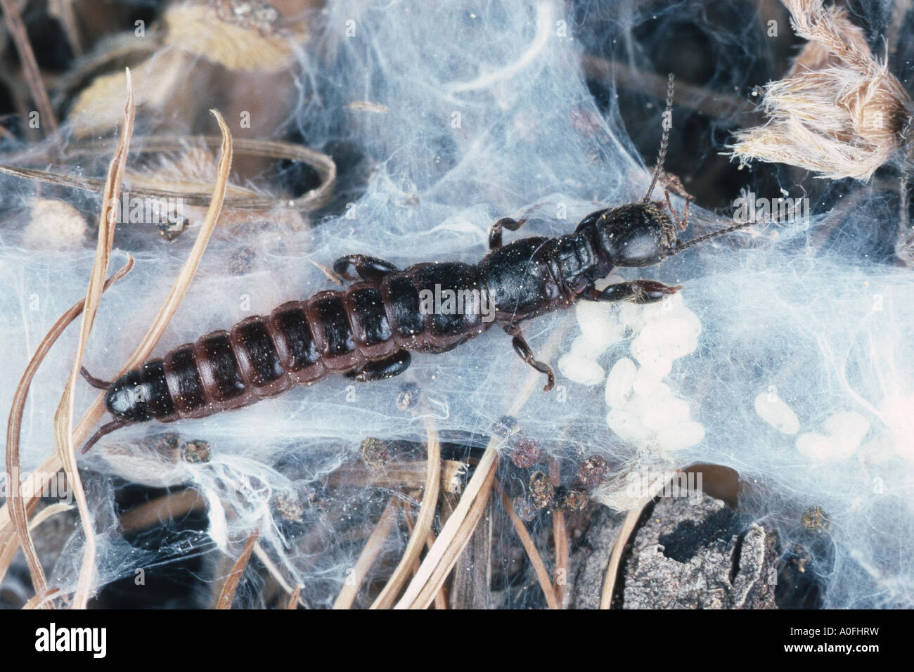 embiids, webspinners, footspinners (Embioptera), female with eggs in ...