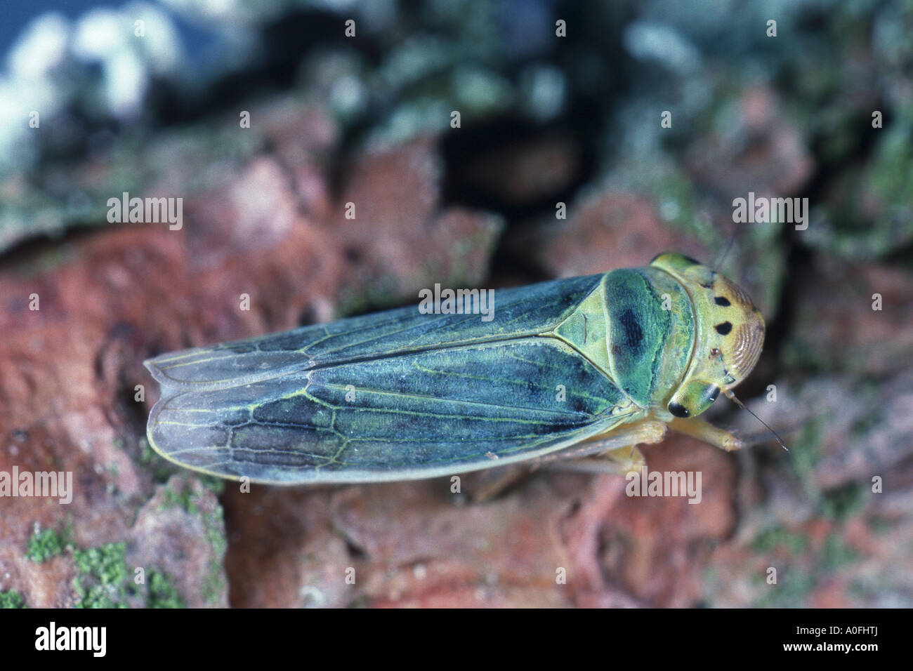 cicada (Cicadella viridis), male Stock Photo - Alamy