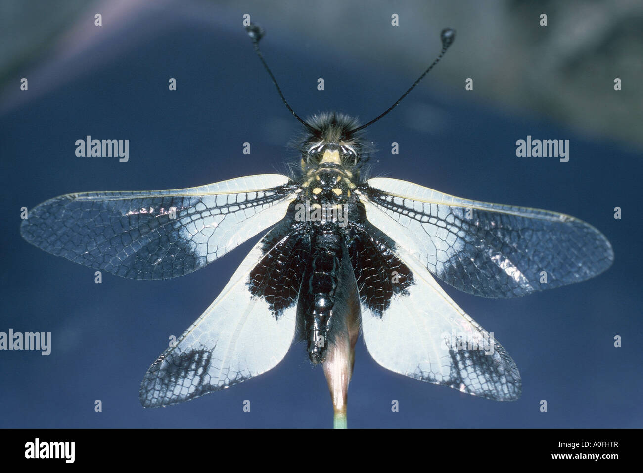 owlfly (Libelloides baeticus), sitting Stock Photo - Alamy