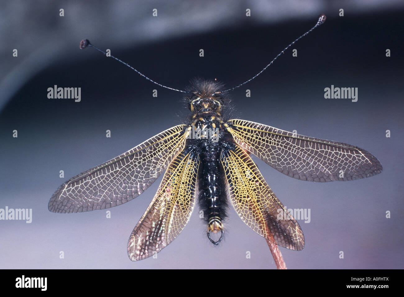 owlfly (Libelloides ictericus), sitting Stock Photo - Alamy