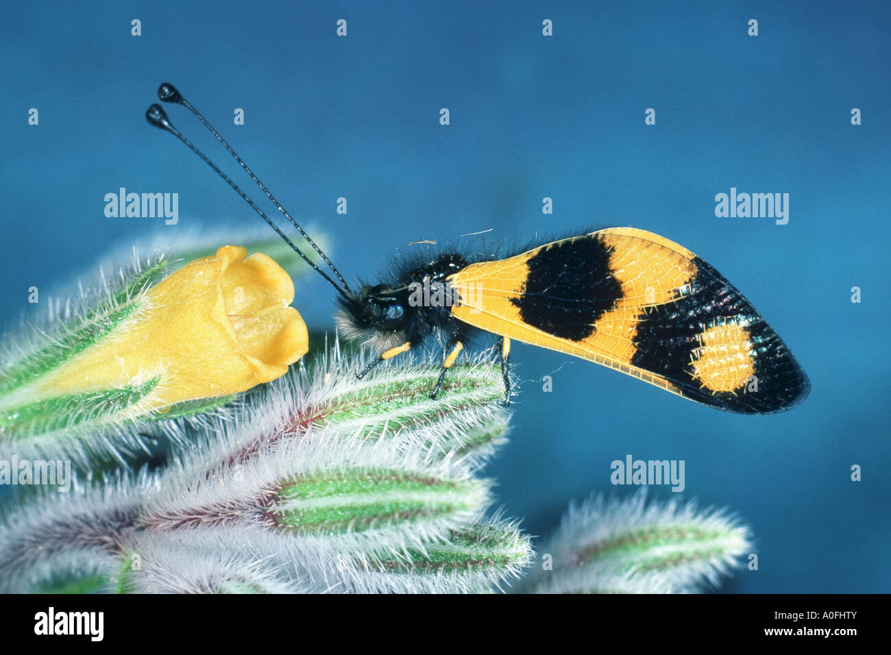 owlflies (Libelloides spec.), sitting Stock Photo - Alamy